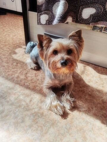 Йоркширский терьер вязка