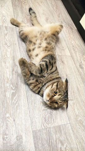 Кот для вязки кот на вязку кошка к коту