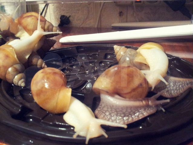 Продам улиток ахатин