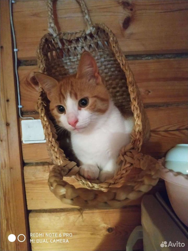 Рыжие котятки в дар