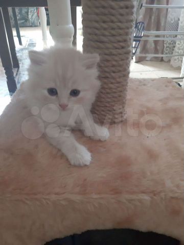 Котенок шотландский