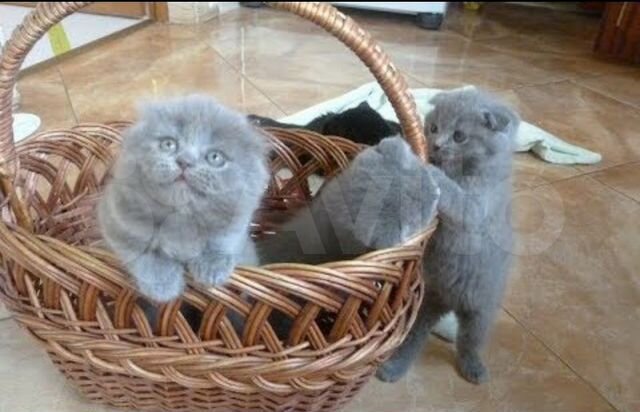 Вислоухие в добрые руки