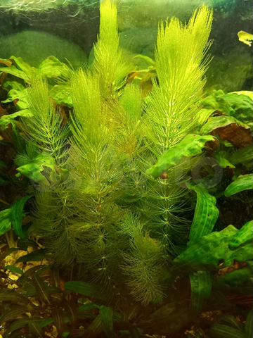 Растение аквариумное роголистник