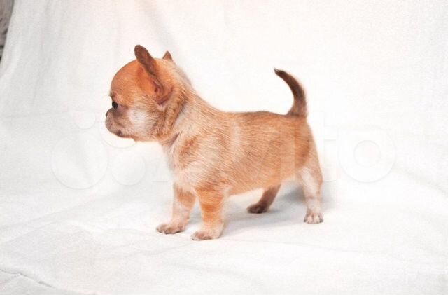 Суперский мини красавчик