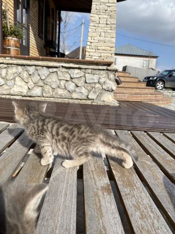 Бенгальские котята