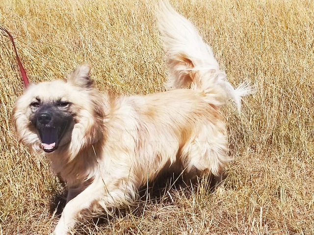 Ищет дом не крупный пёсик Арман