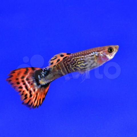 Рыбка Гуппи самцы