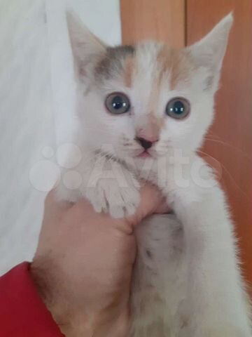 Отдам котят девочек
