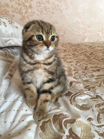 Шотландская вислоухая