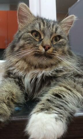 Шикарный Кузьма