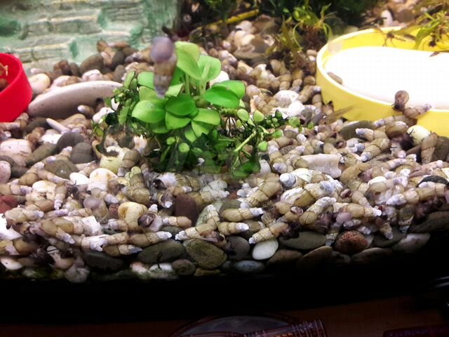 Бесплатно улитки Мелании