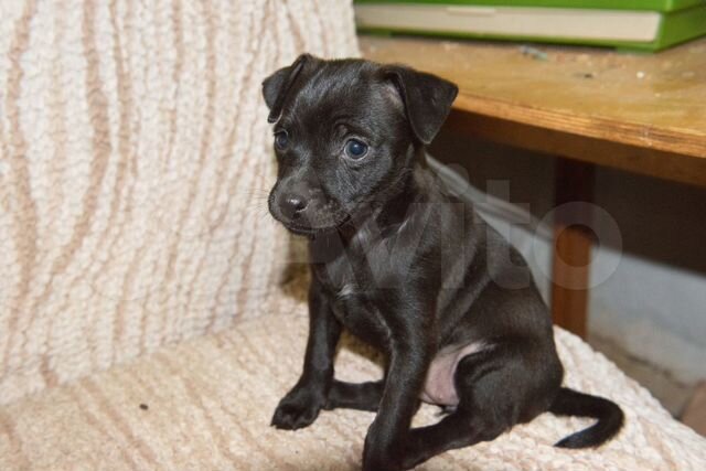 Щенки мелких пород собак