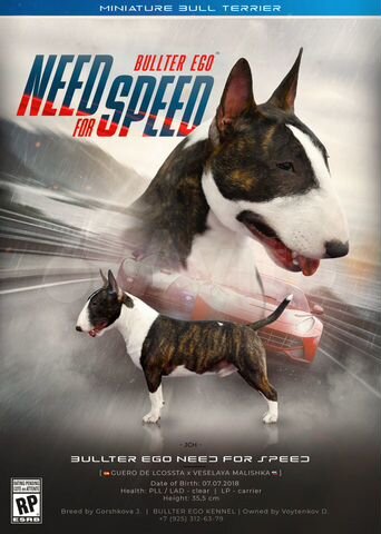 Вязка. Миниатюрный бультерьер