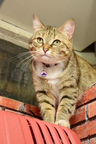 Кошечка Люси 1,5 года ищет дом