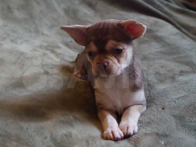 Девочка Черри