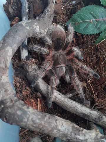 Пауки птицееды