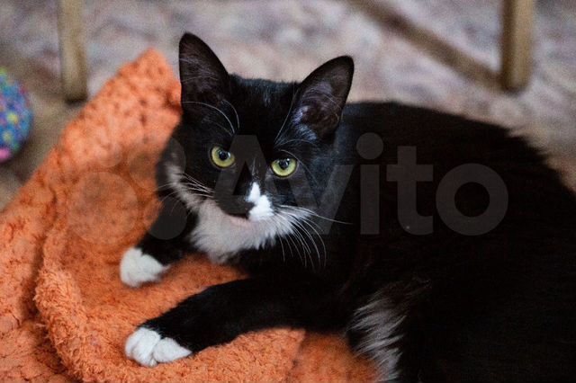 Очаровательная Пеппи в добрые руки