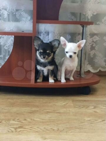 Щенки чихуахуа бесплатно