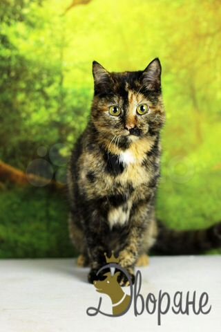 Кошечка Марина Юрьевна