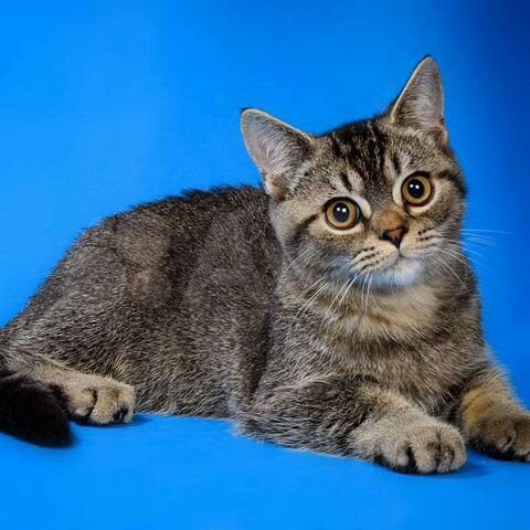 Шотландский мачо