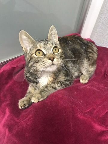 Котенок Ляля 5 мес в дар