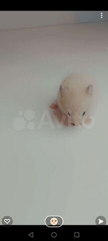 Сирийские хомики