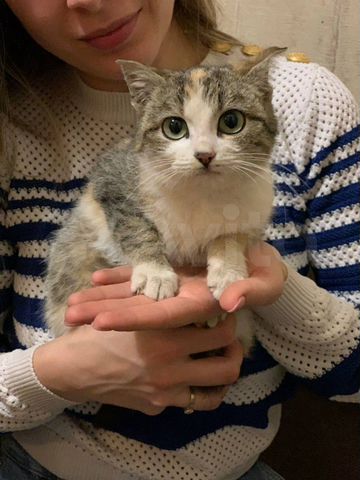 Ласковый котик подросток