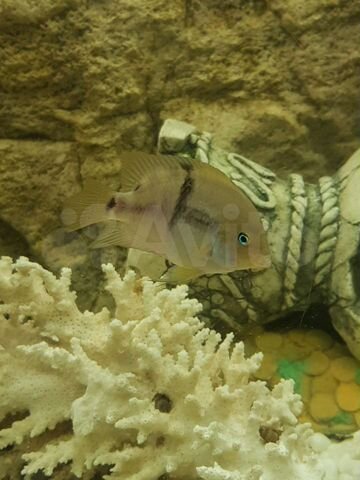 Цихлазома Седжика