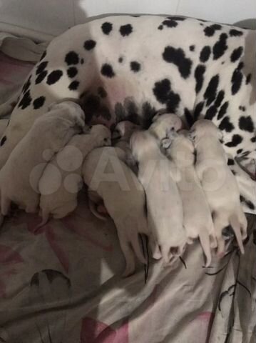 Щенки далматина