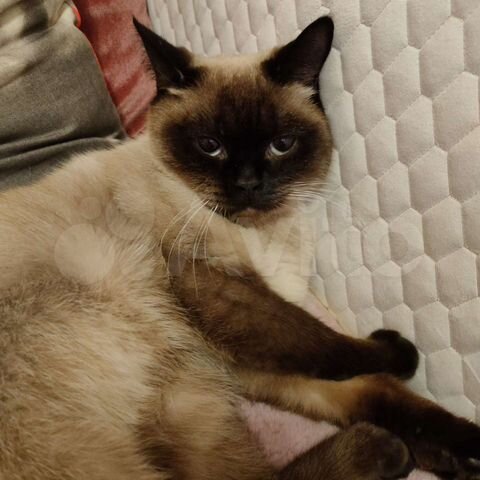 Шотландская прямоухая, Скоттиш страйт. Вязка