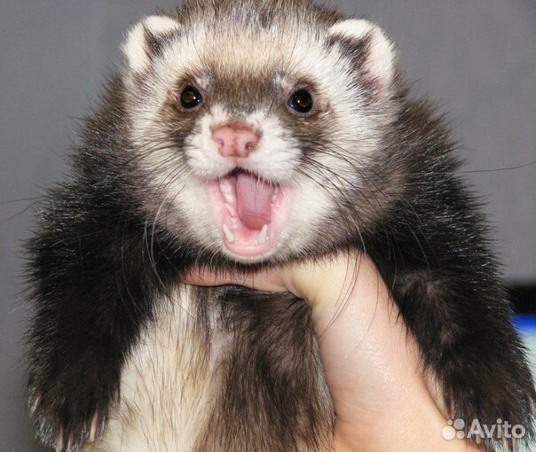 Продаю хорьков
